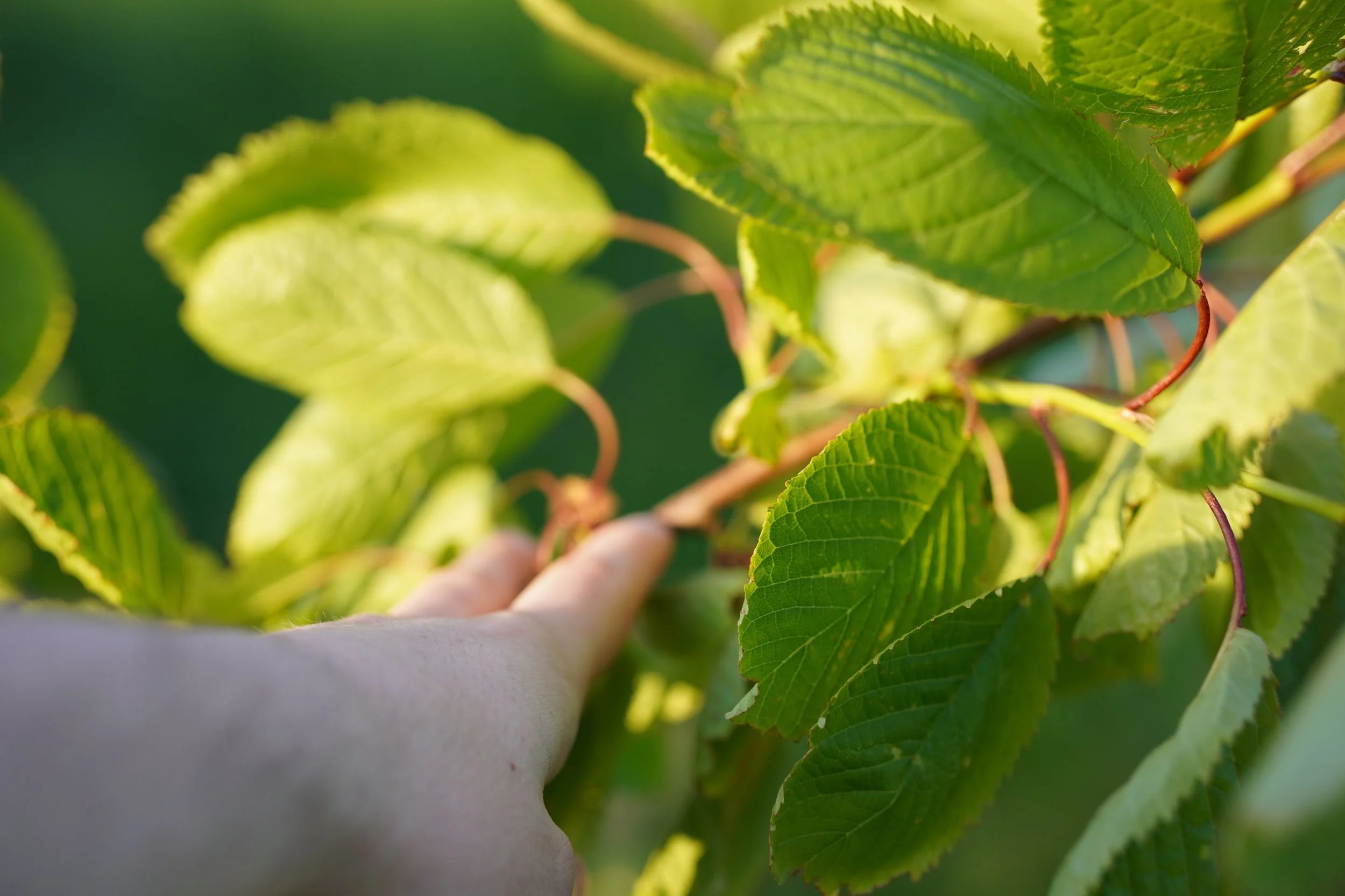 Ireland's Number One Corporate Tree Planting - Just €1.99 Per Tree ...