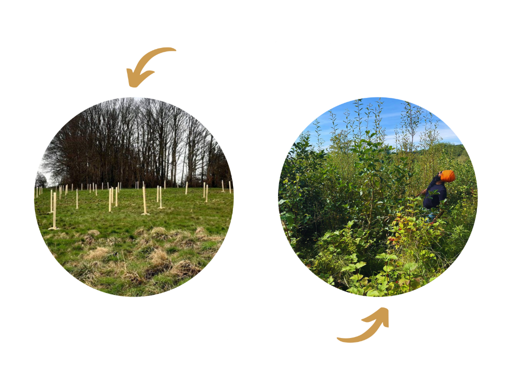 Our Approach to Forest Restoration | Reforest Nation