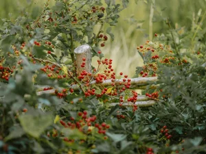 Why Hawthorn is Ireland’s most magical and ecologically important tree