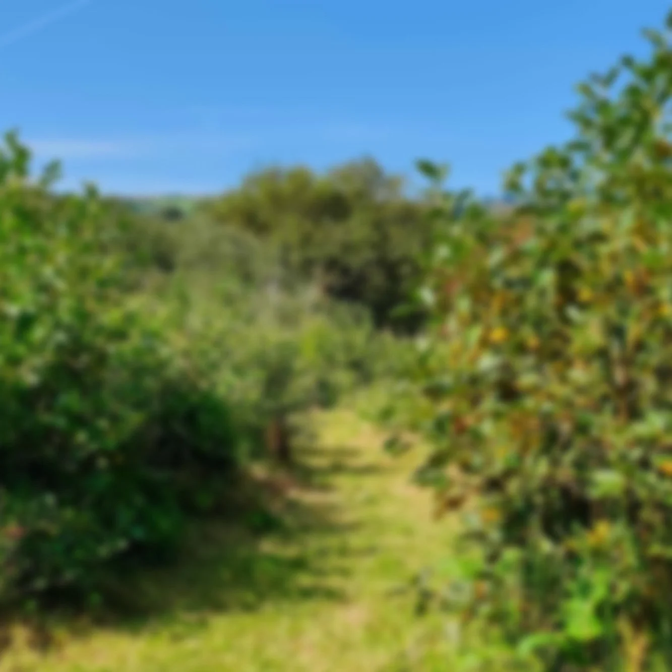 About Us - Plant A Tree Ireland: One Million Already Planted - Join Us!