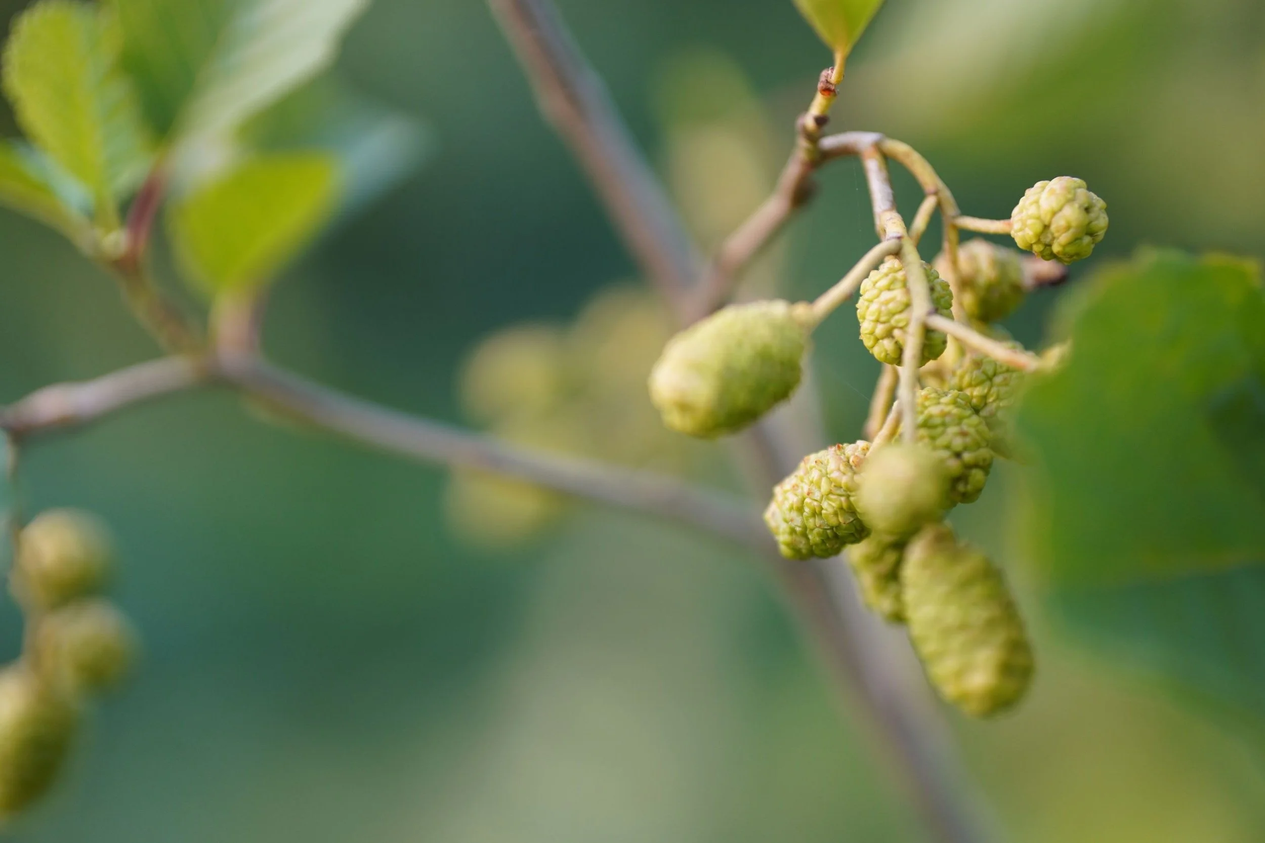 Free Certified Irish Trees For Your Garden or Land