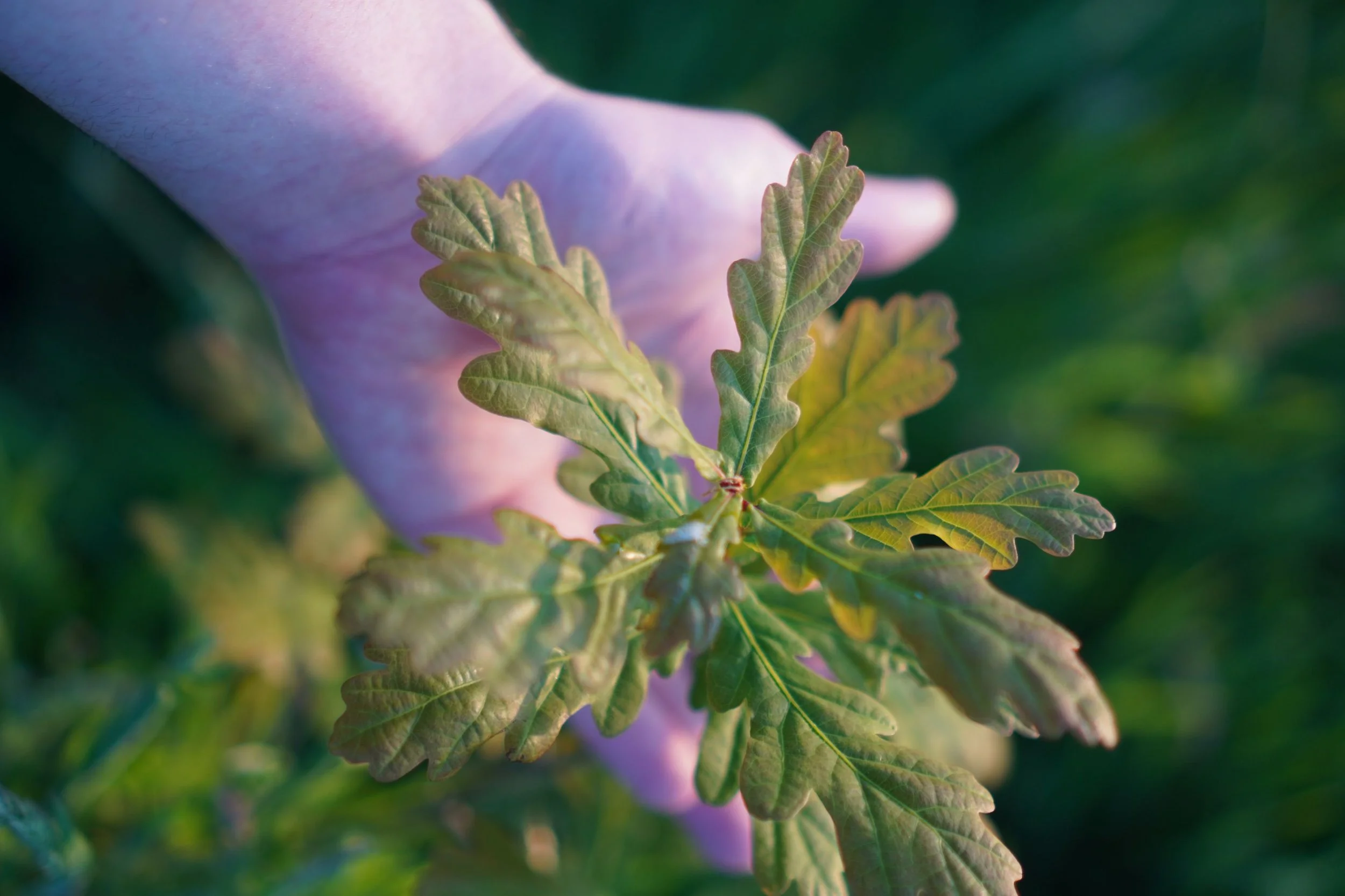 Planting Memorial Trees in Ireland | Reforest Nation