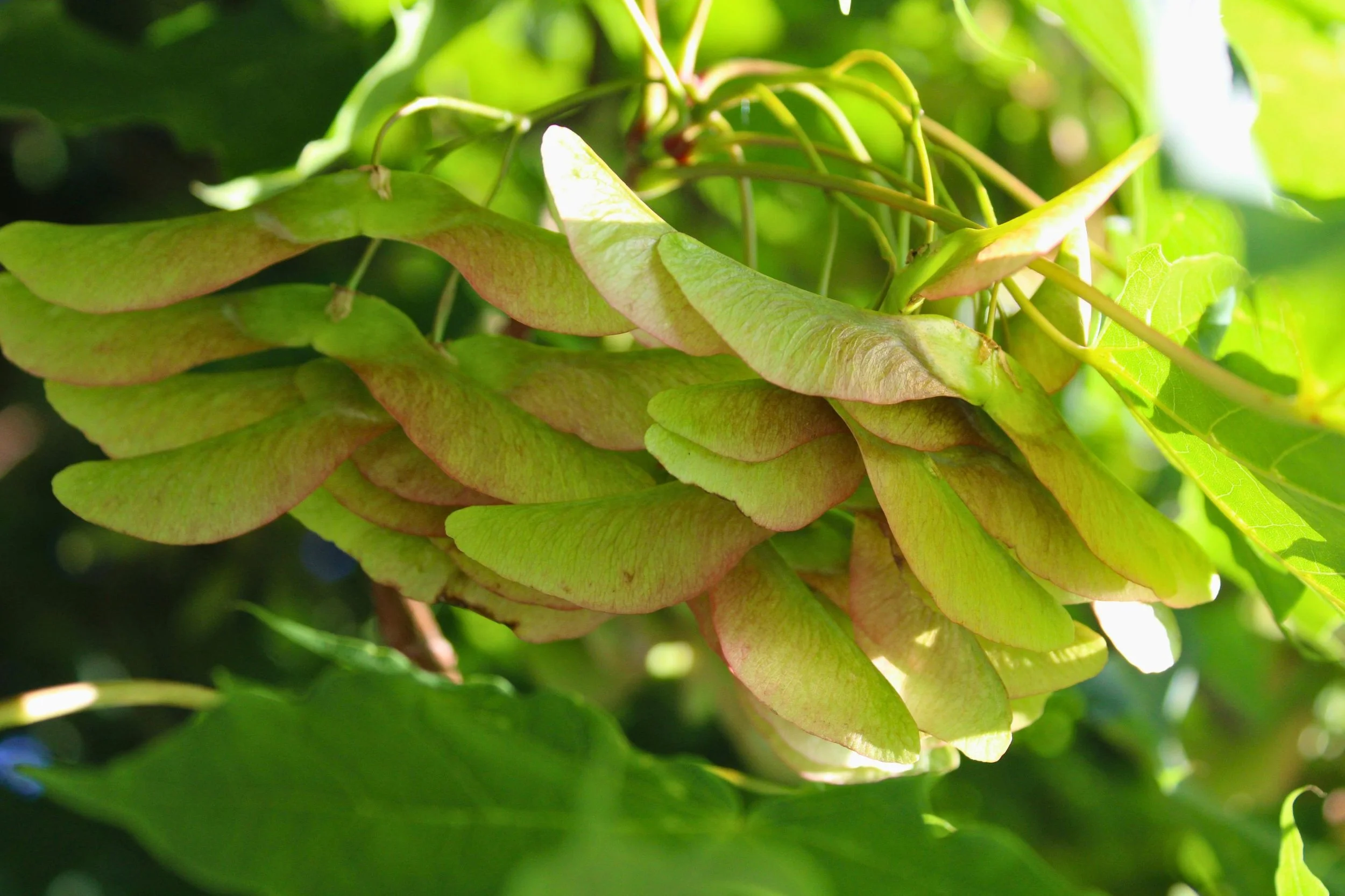 Celtic tree astrology: which tree are you?