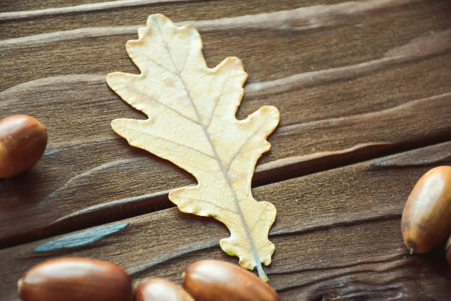 The beginner’s guide to irish native trees: identification, habitats ...