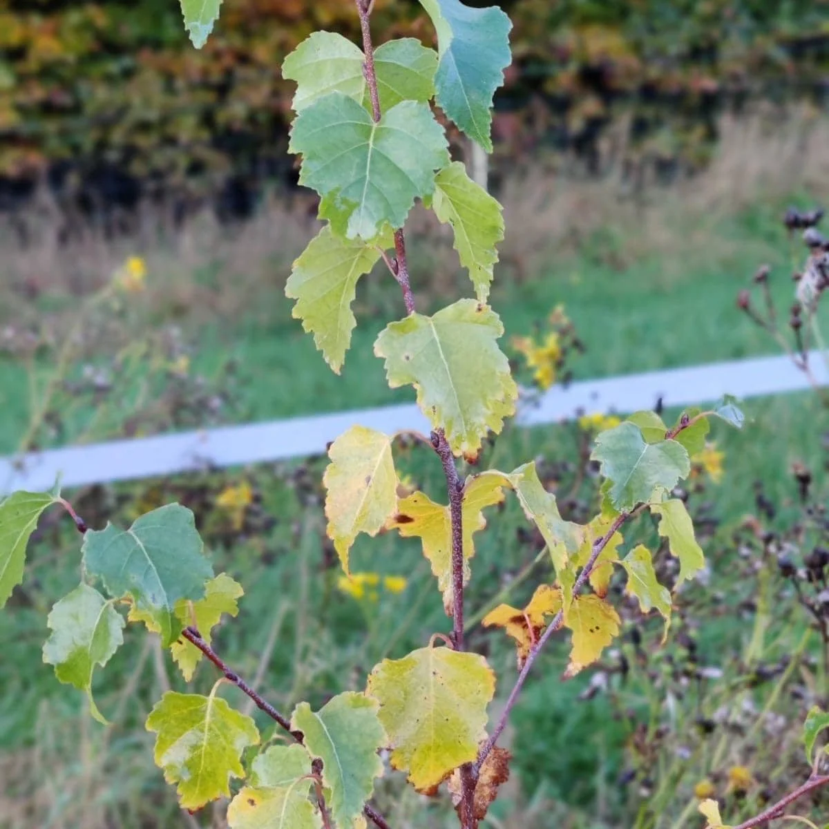 Stunning Memorial Trees Ireland | Dedicate Your Trees Spot 🌳 - Plant A ...