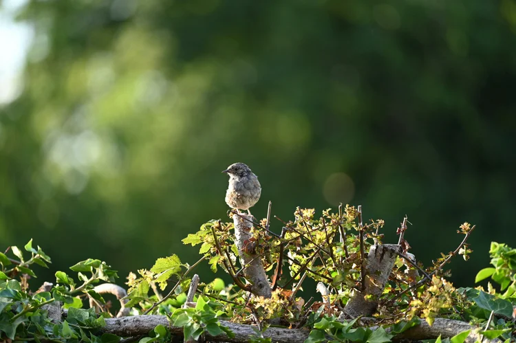 The beginner’s guide to irish native trees: identification, habitats ...