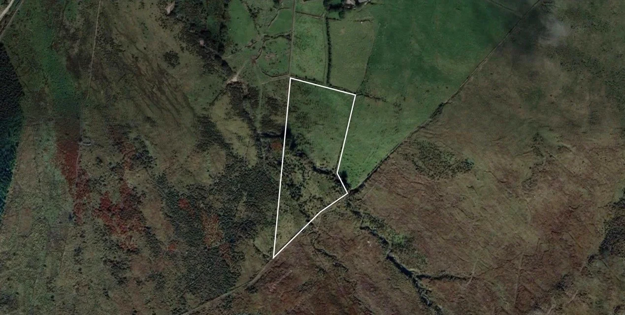 Reforest Nation: Planting 1 Million Irish Trees - Join Us!