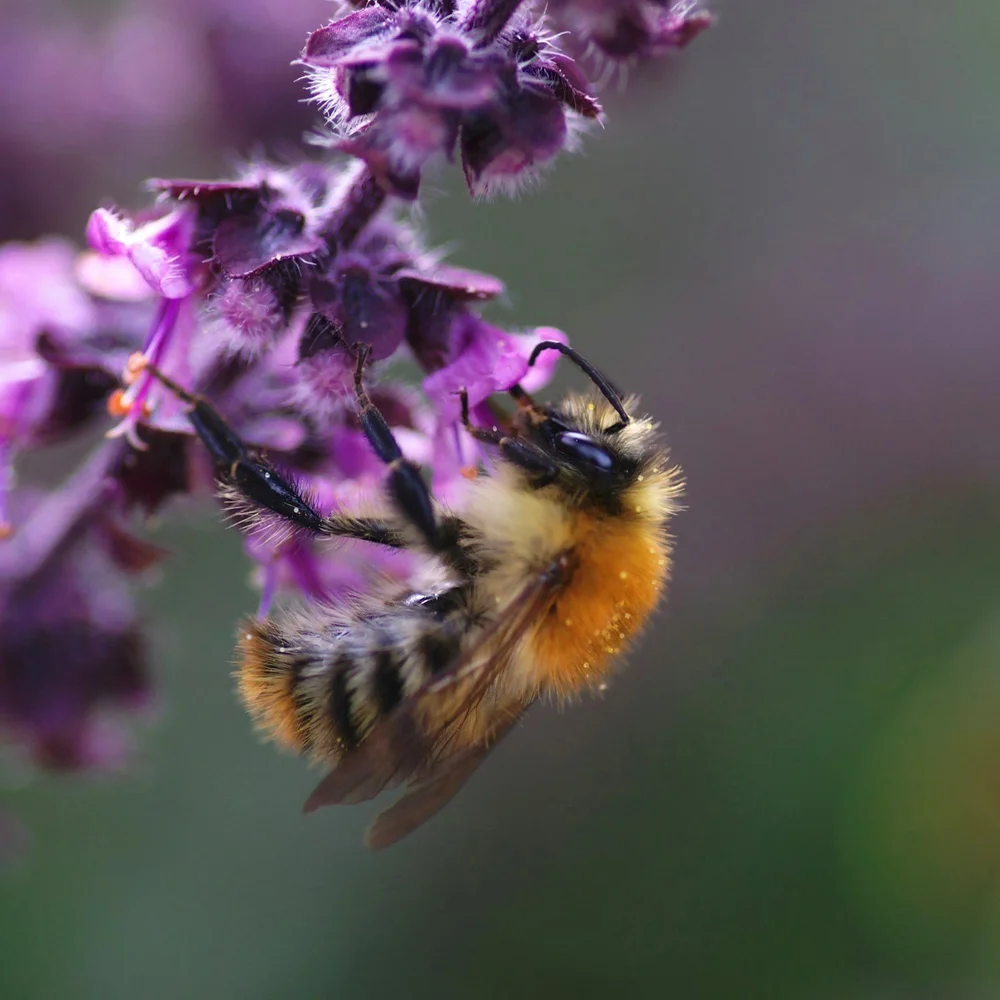 Irish Bee Conservation Project x Reforest Nation