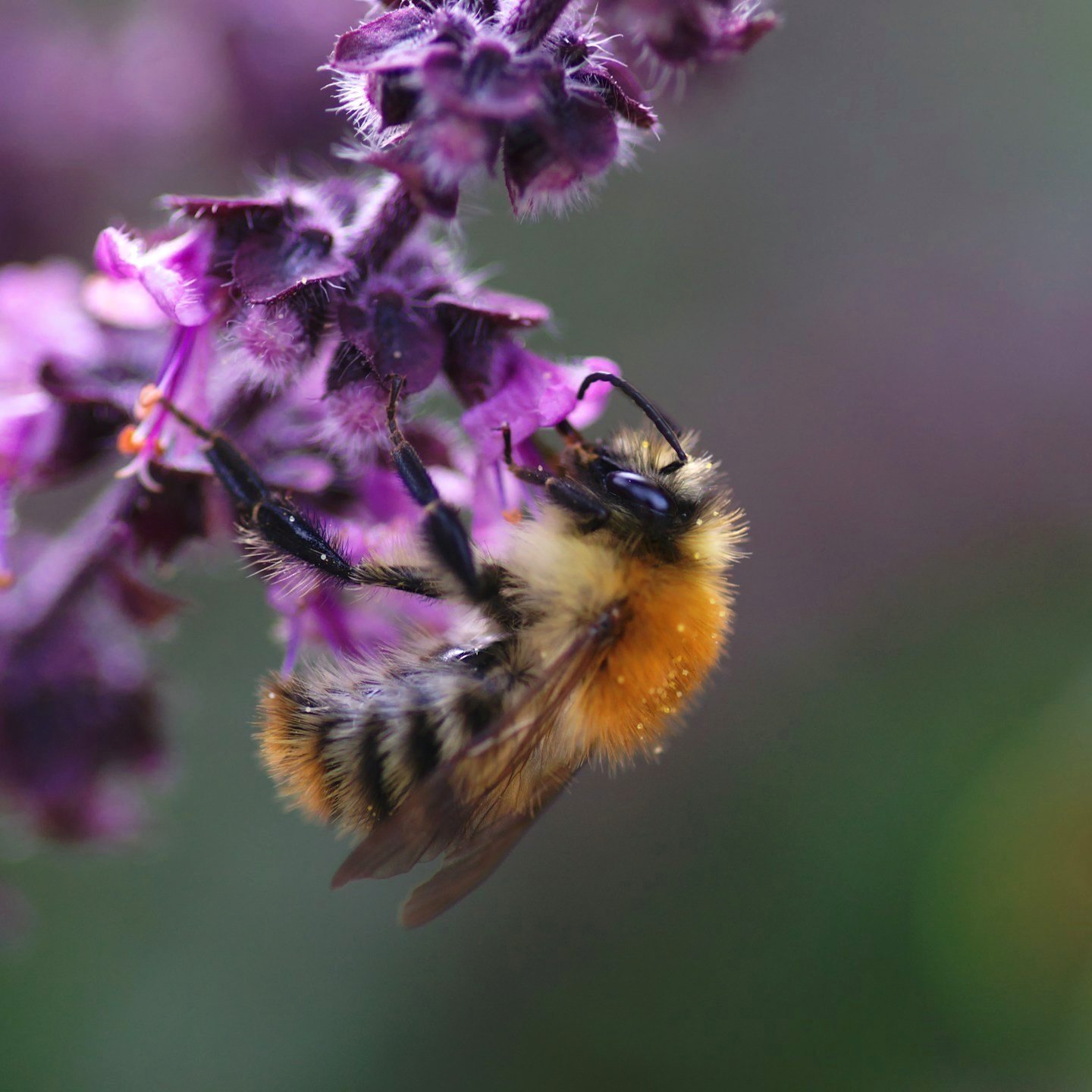 Irish Bee Conservation Project x Reforest Nation