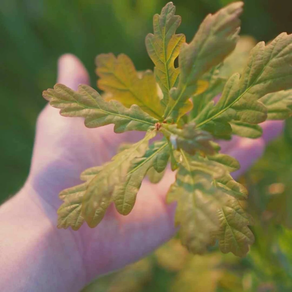 Plant Irish Trees Today - 1 Million Already Planted - Join The Nation!