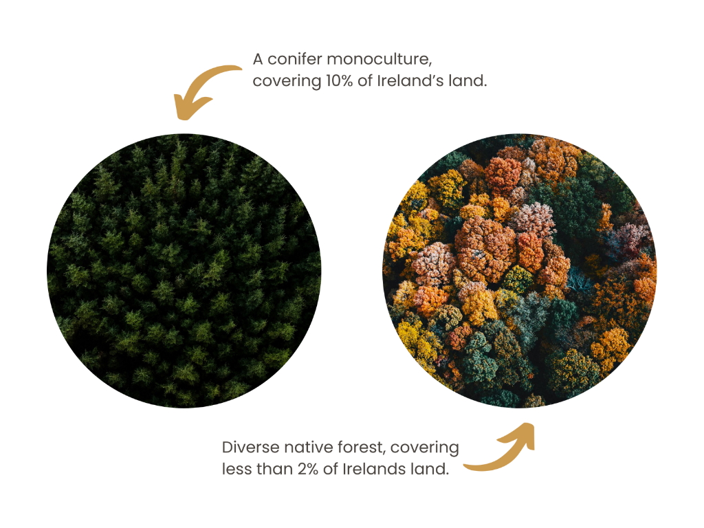 Our Approach to Forest Restoration | Reforest Nation