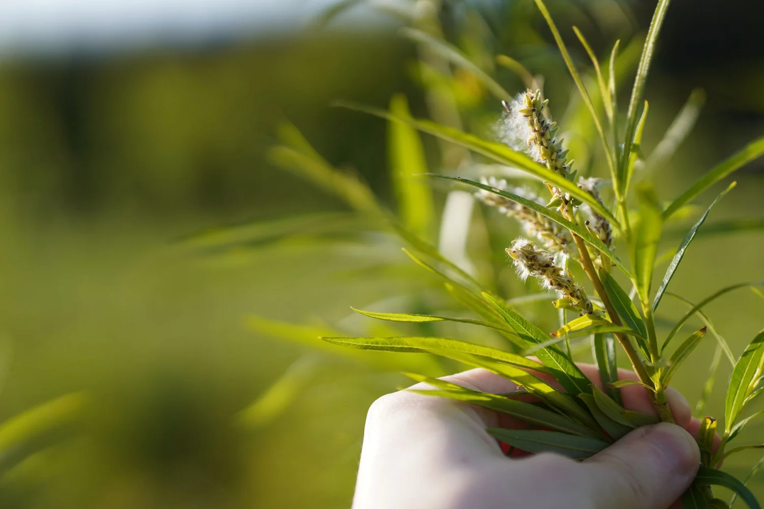 Free Certified Native Irish Trees | Applications Open!