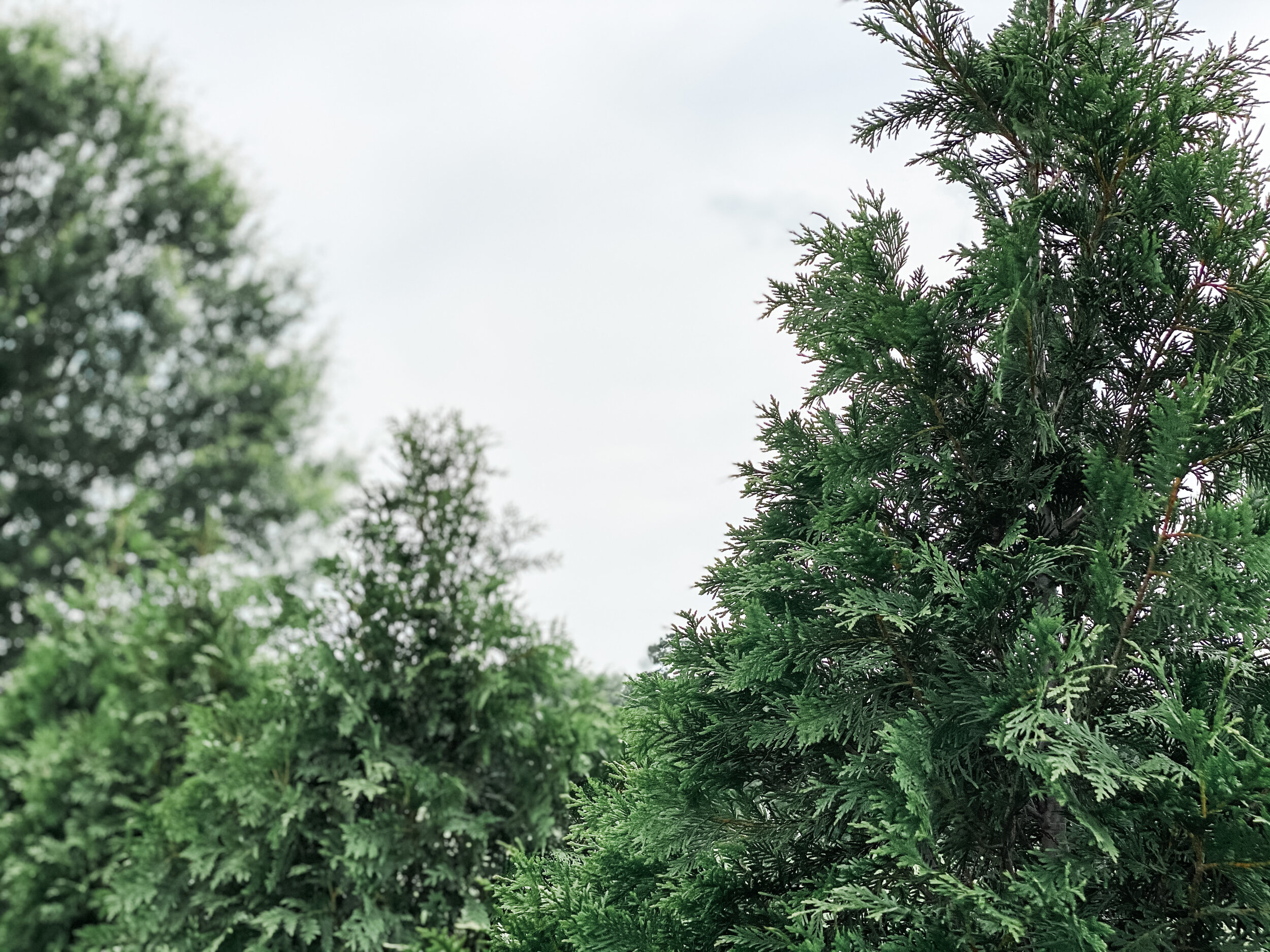 Heritage Farm and Forest