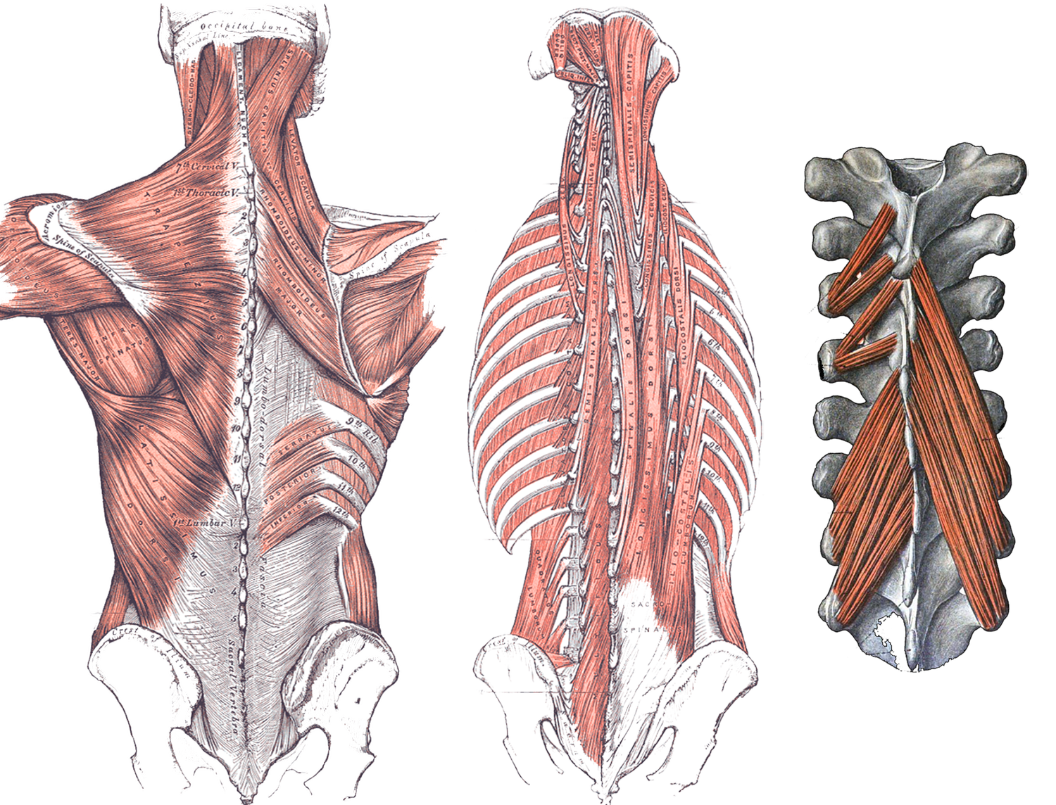 8 Week Beginners Rope Flow Course — NYA BLOOM