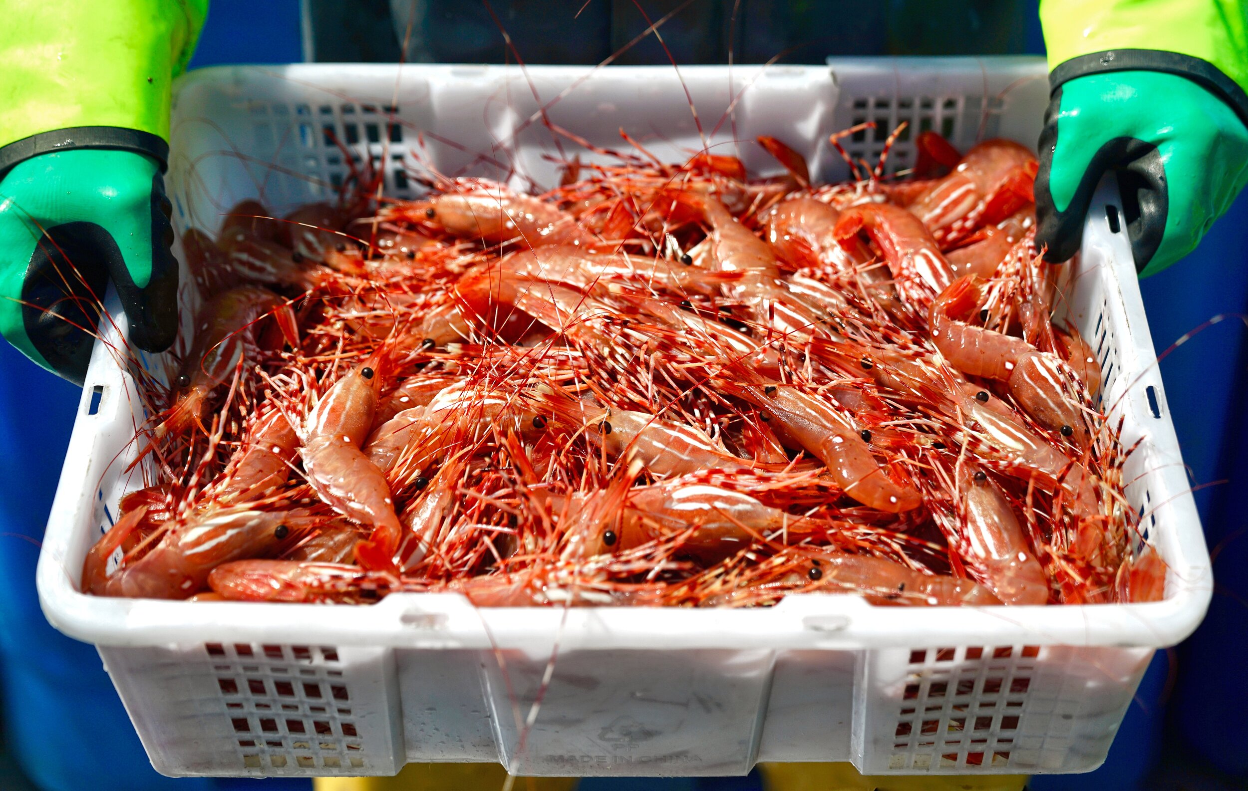 Steveston Spot Prawns