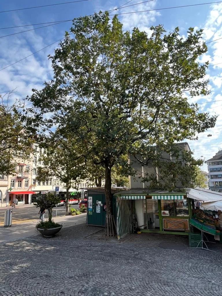Kerngesunde Platane wird gefällt: Marktplatz wird noch grauer — Grünes ...