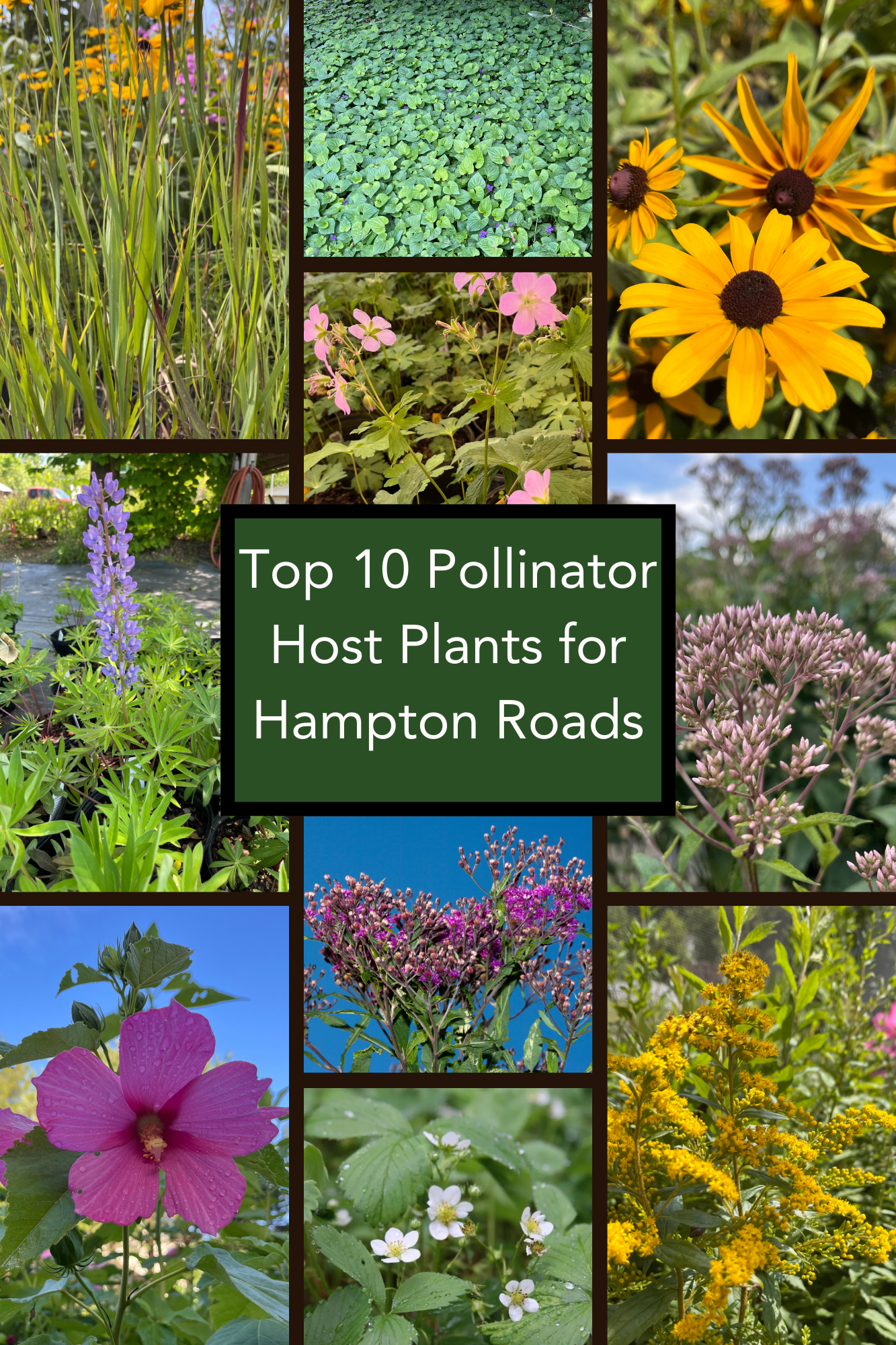 Top 10 Nonwoody Native Pollinator Plants for Hampton Roads | Southern ...