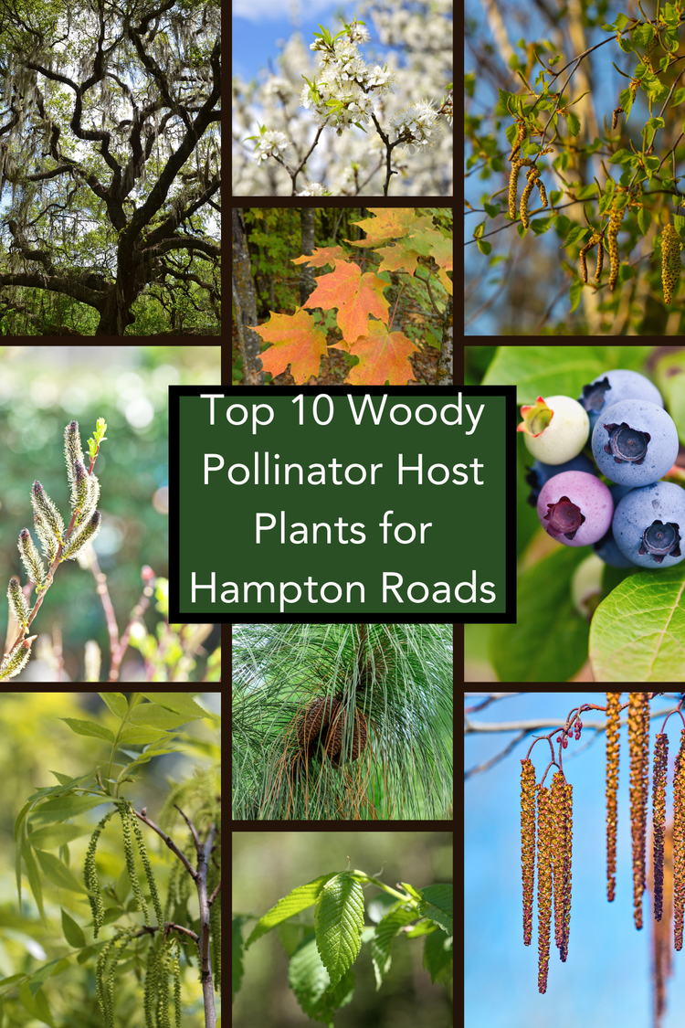 Top Native Woody Pollinator Host Plants for Hampton Roads | Southern ...