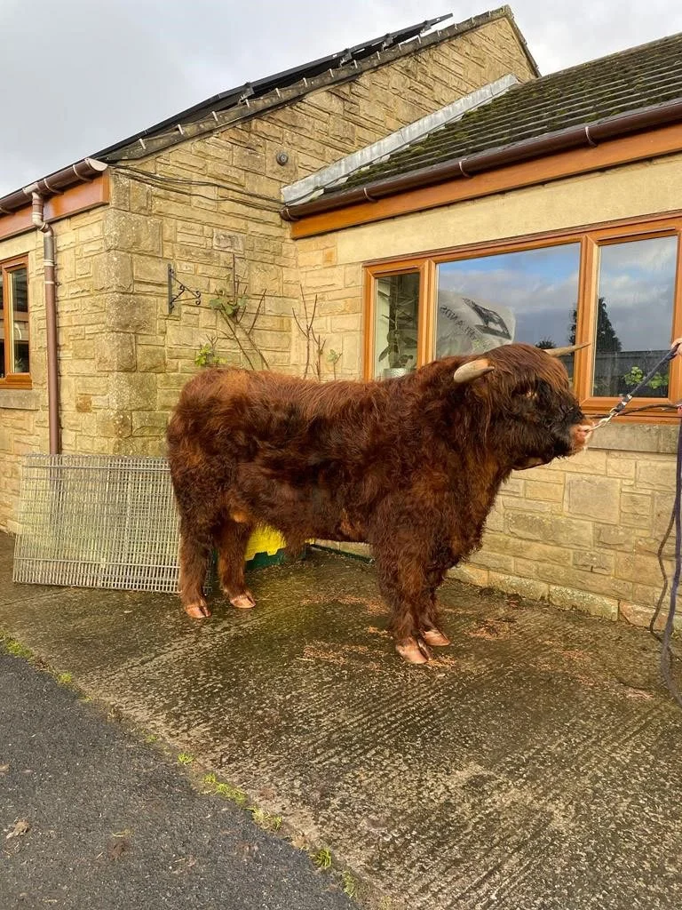 Lot 1 - Brogach Murphy Ruadh of Seam — Highland Cattle Society