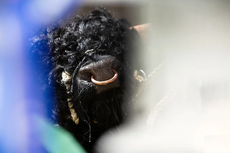 The Highland Breed — Highland Cattle Society