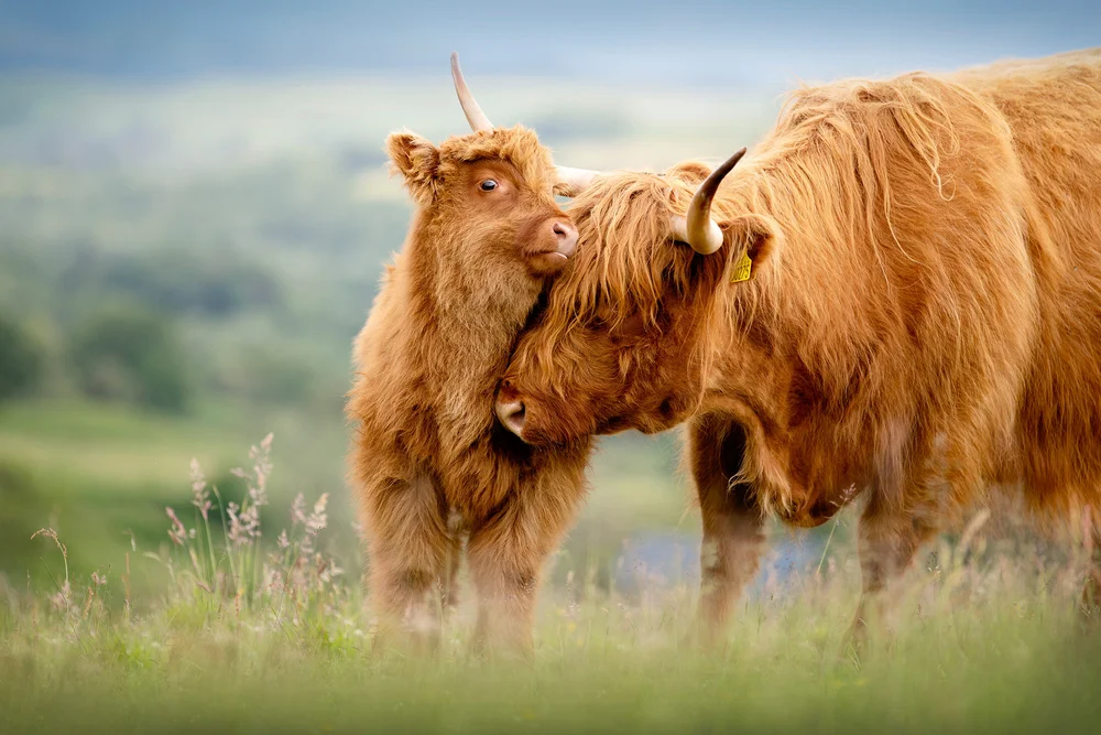Using Genetics — Highland Cattle Society