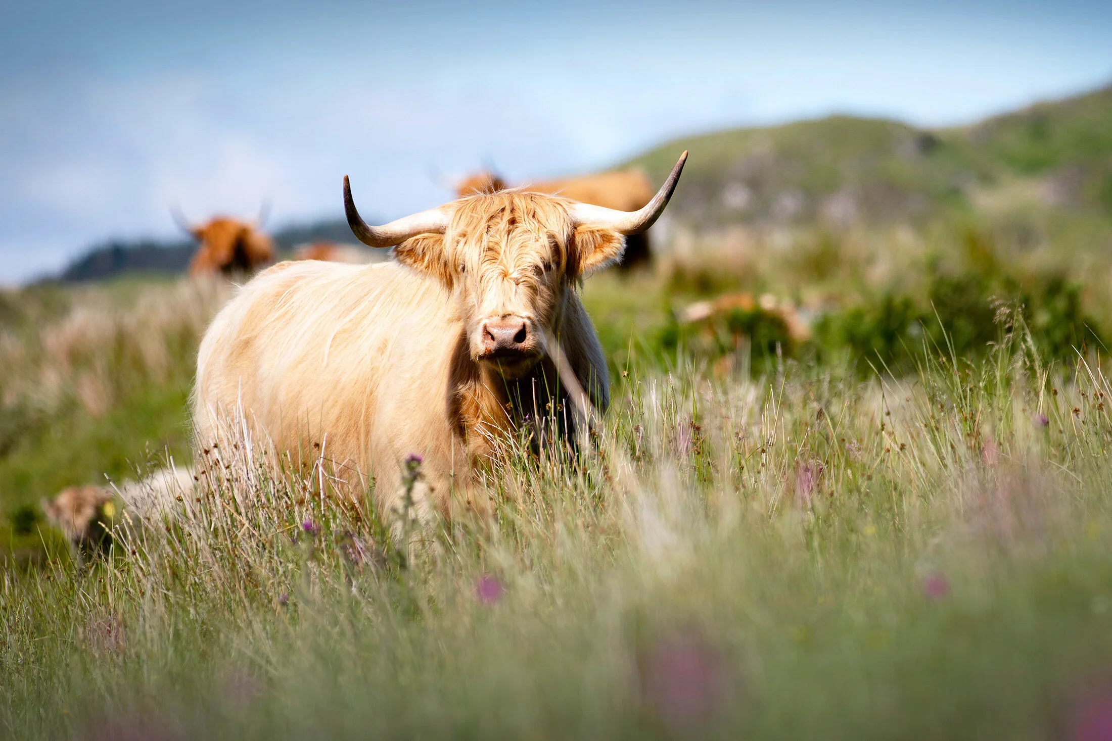 Breed Gallery — Highland Cattle Society