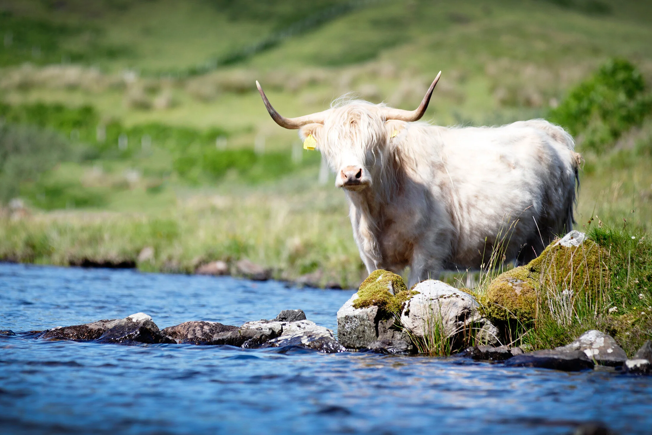 Breed Gallery — Highland Cattle Society