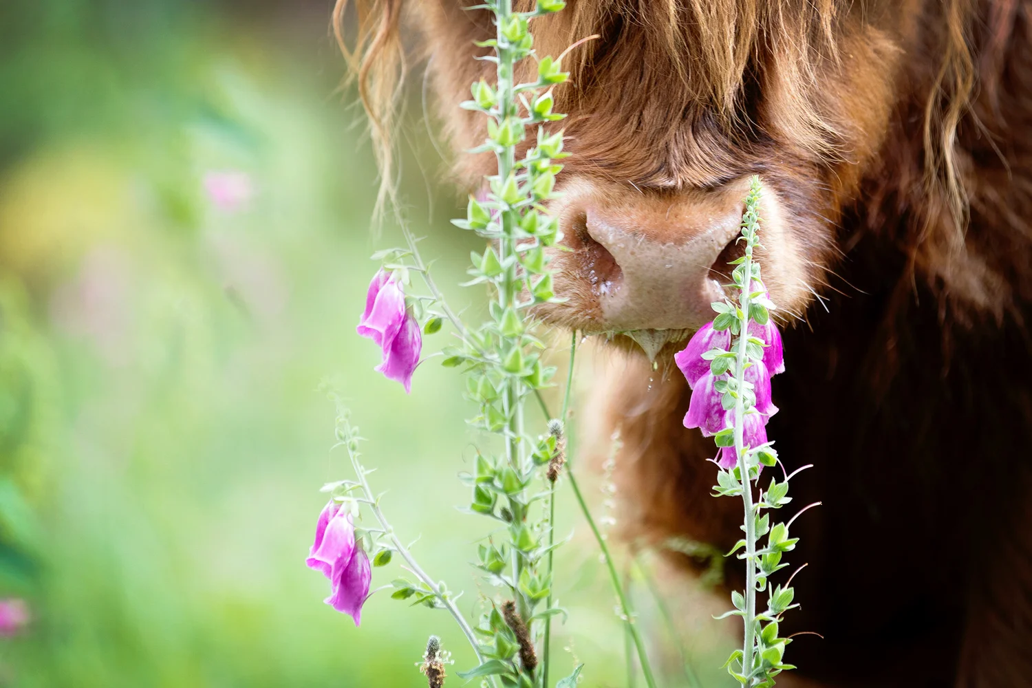 Breed Gallery — Highland Cattle Society