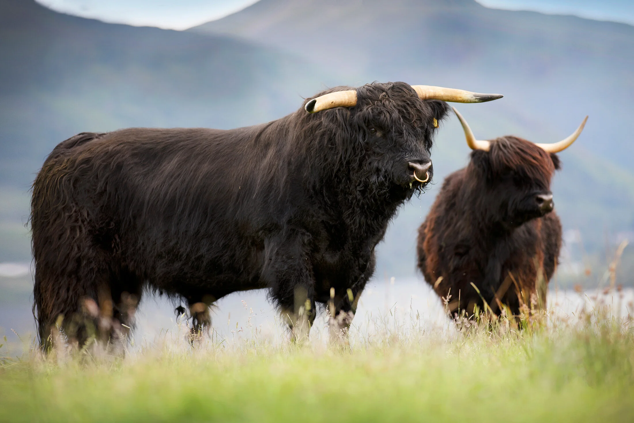 Breed Gallery — Highland Cattle Society