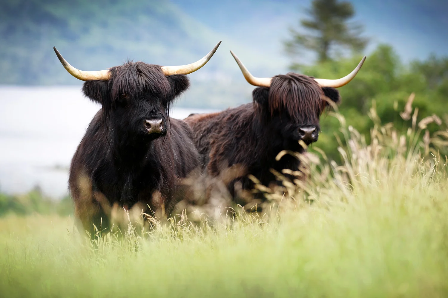 Breed Gallery — Highland Cattle Society
