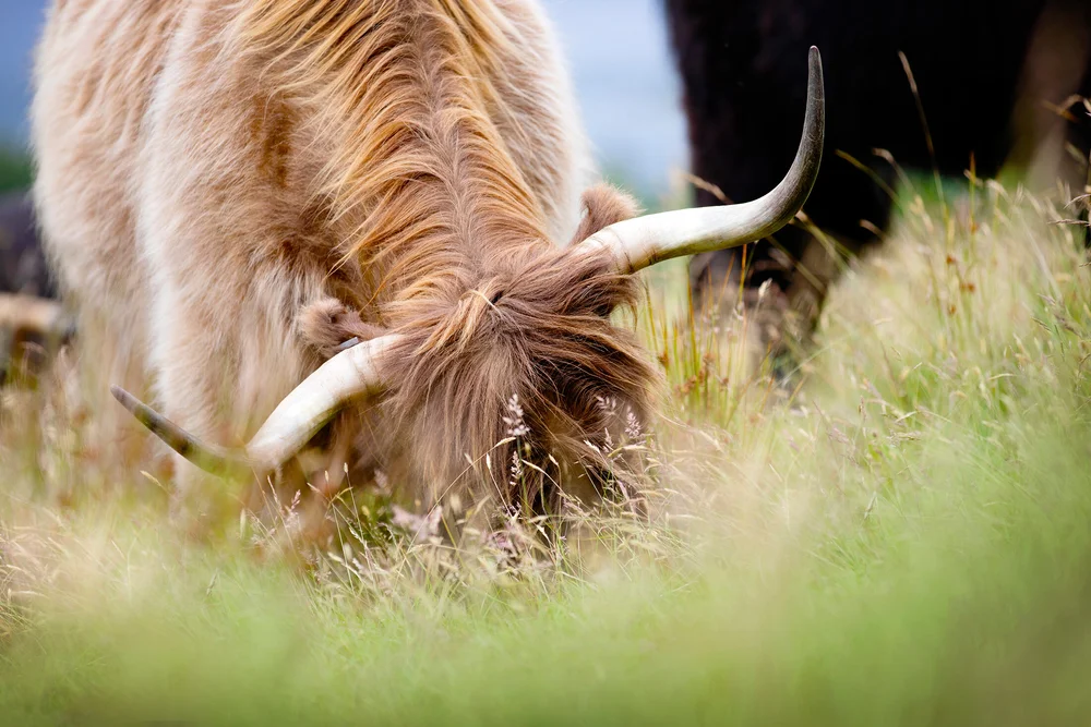 Breed Gallery — Highland Cattle Society