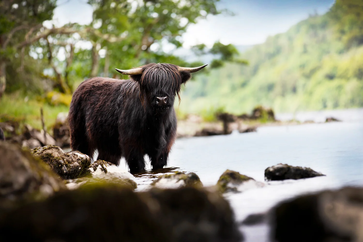 Breed Gallery — Highland Cattle Society