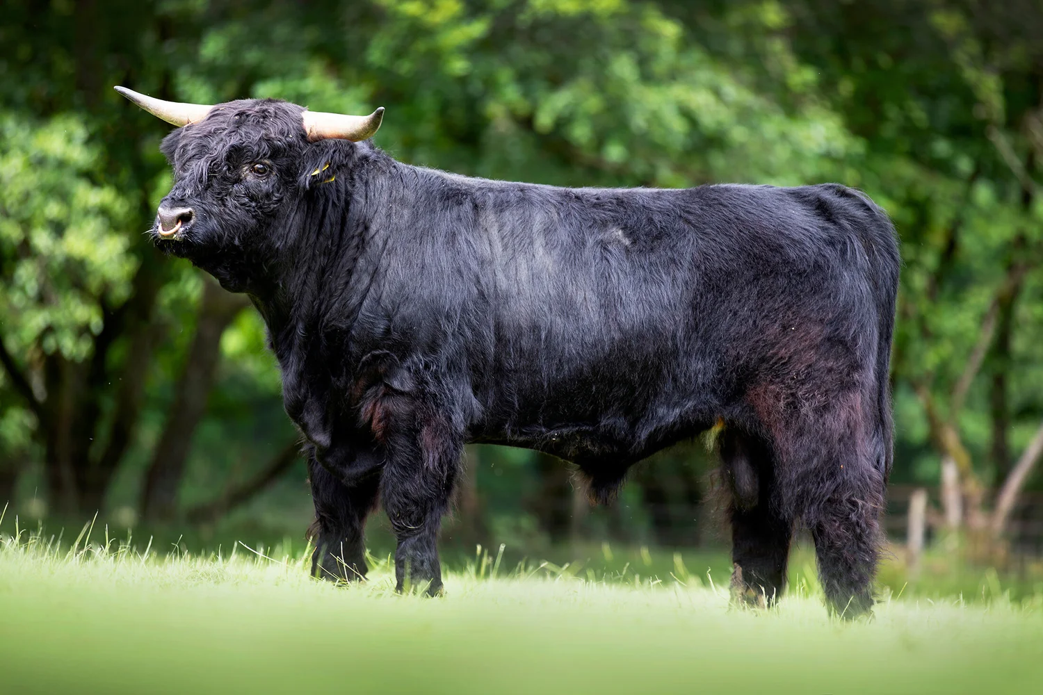 Breed Standards — Highland Cattle Society