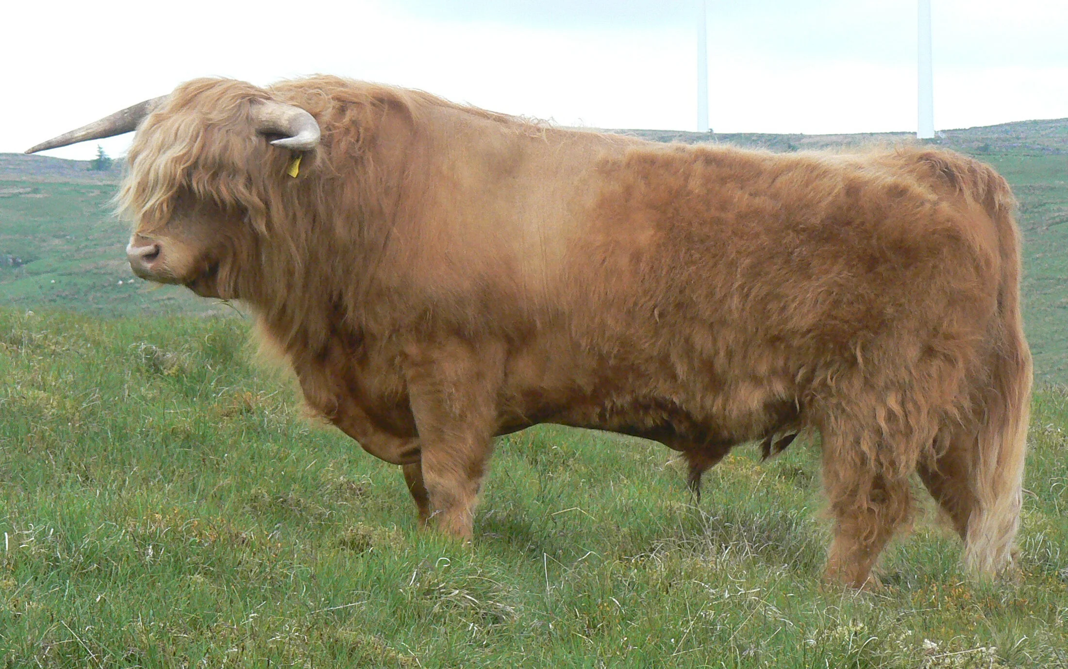 Highland Cattle Bull