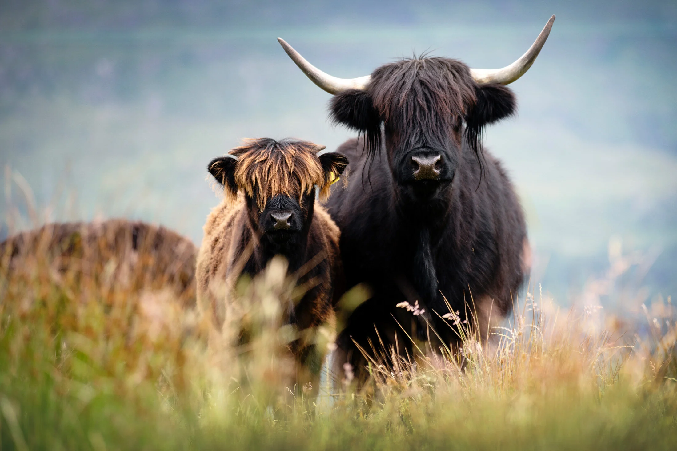 Why Highlands Highland Cattle Society Why Highlands Highland Cattle Society