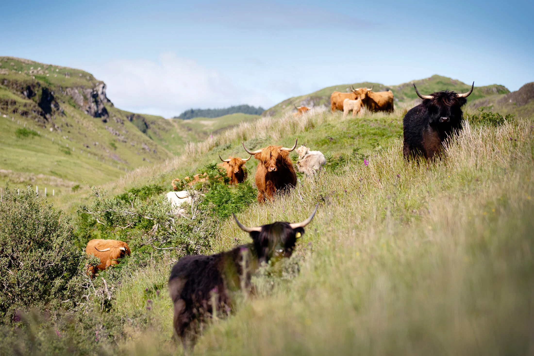 cross breeding — News — Highland Cattle Society