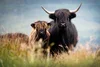 Neogen Genomics — Highland Cattle Society