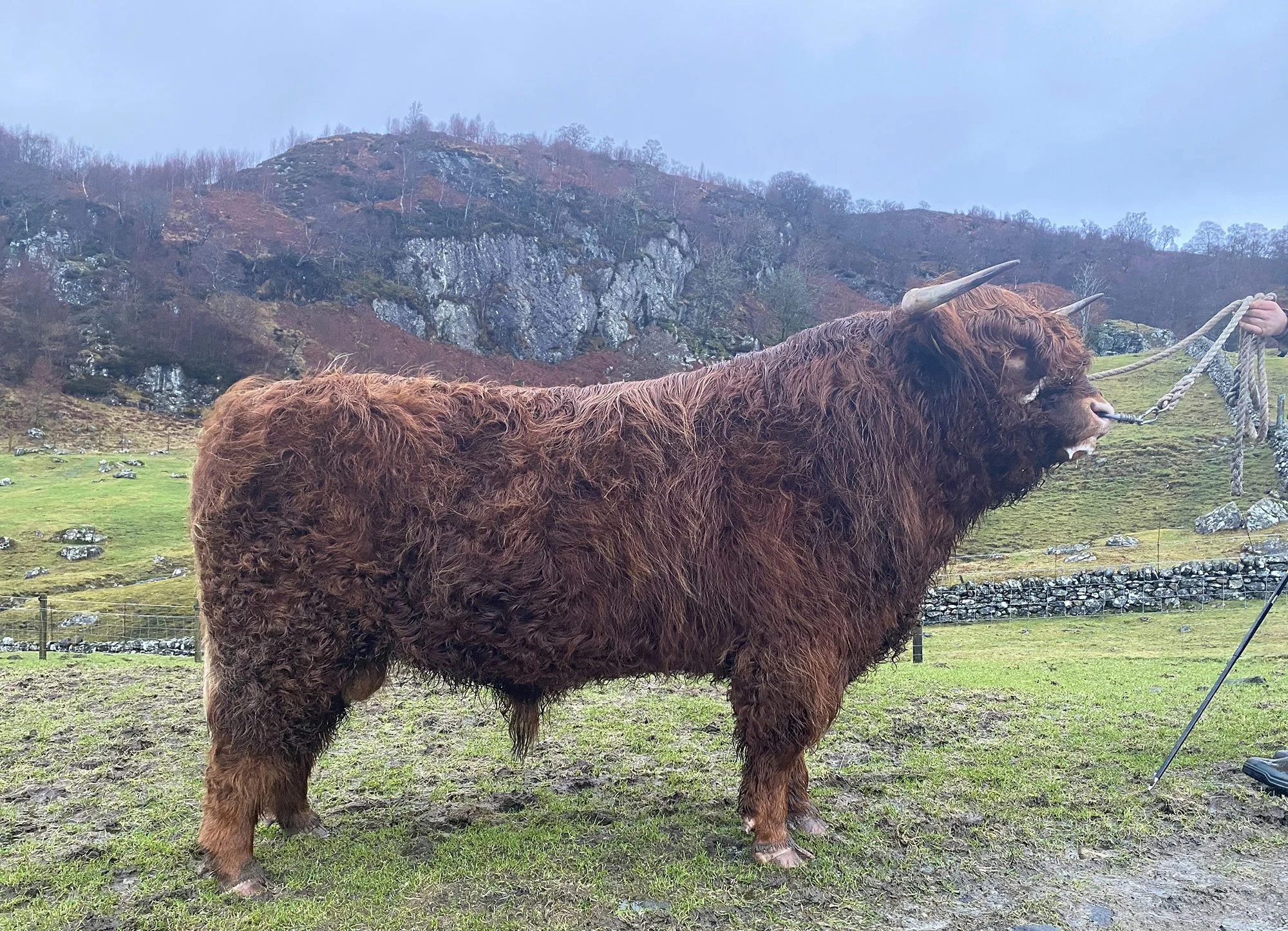 Lot 23 - Seamus of Benmore — Highland Cattle Society