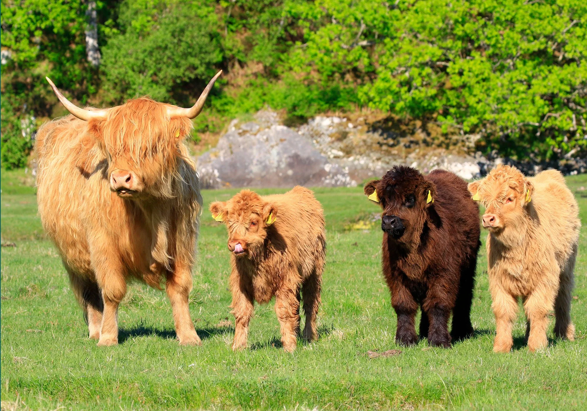 Cattle for Sale — Highland Cattle Society