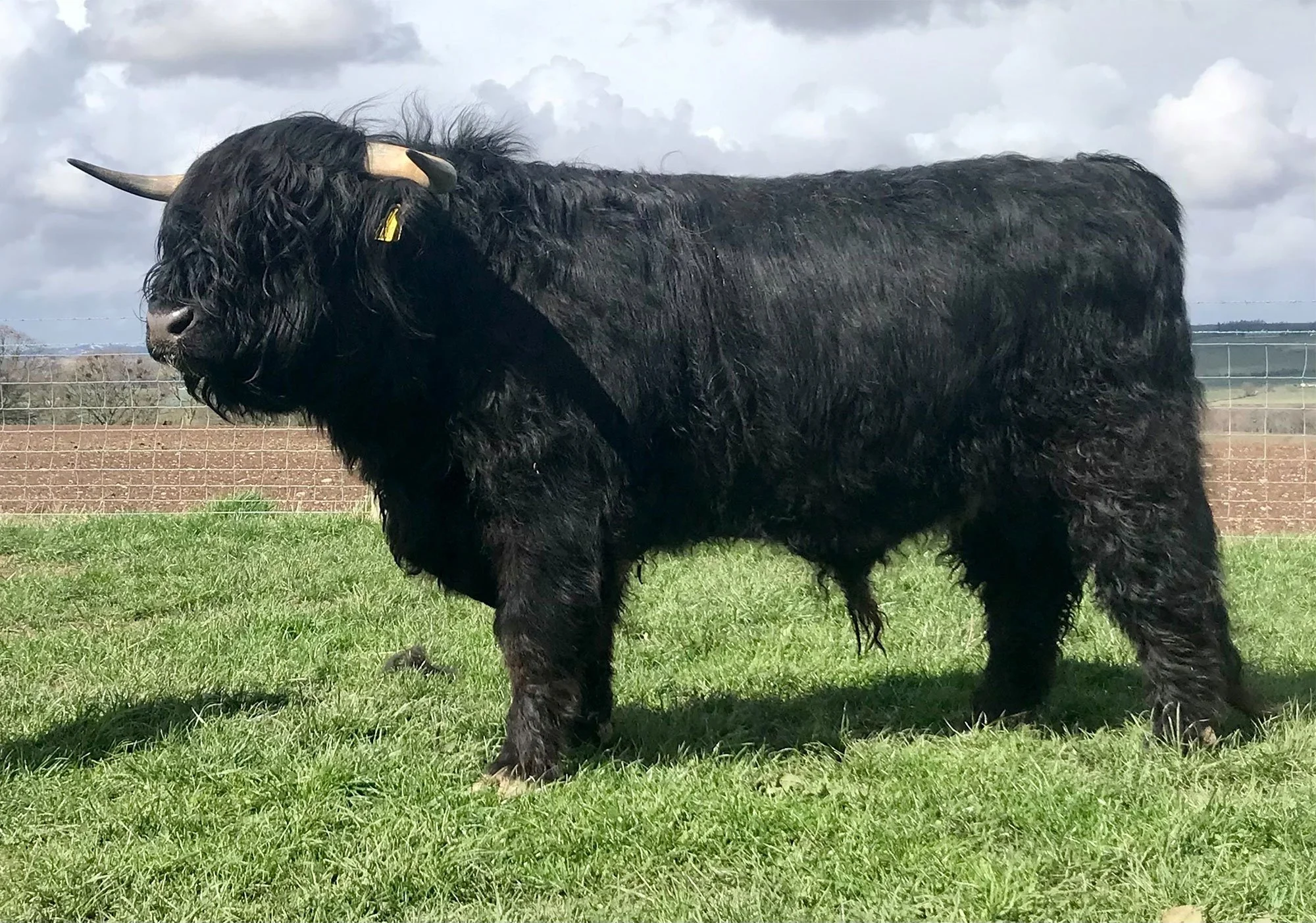 Cattle for Sale — Highland Cattle Society