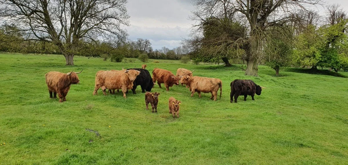 Cattle for Sale — Highland Cattle Society