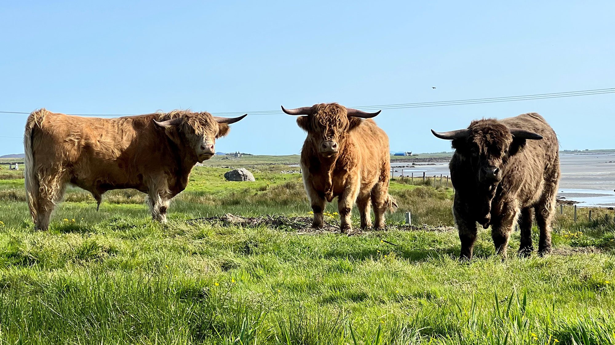 Cattle for Sale — Highland Cattle Society