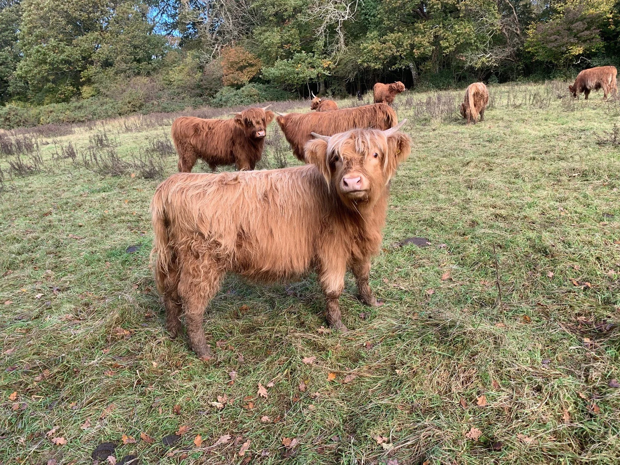 Cattle for Sale — Highland Cattle Society