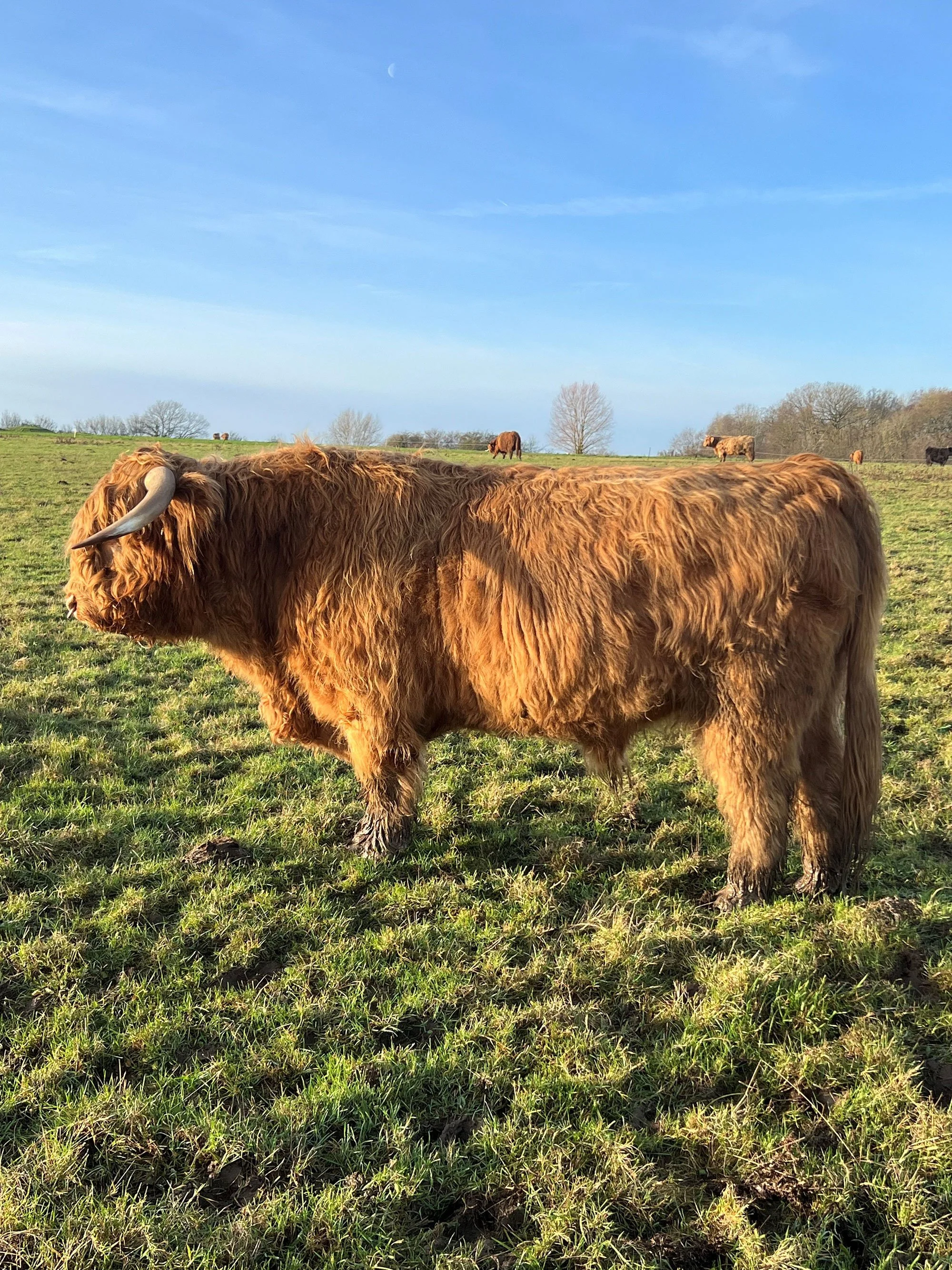 Cattle for Sale — Highland Cattle Society