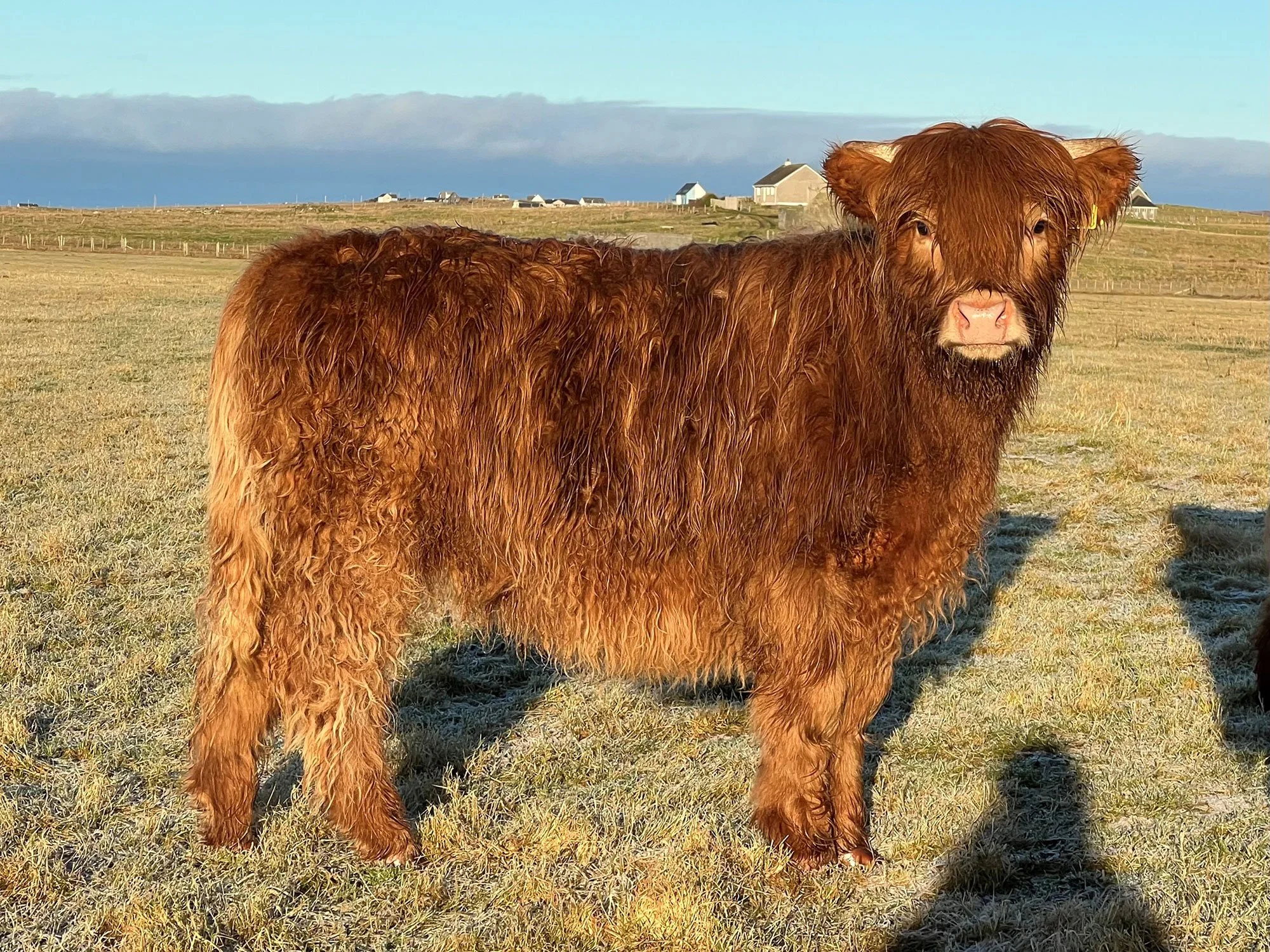 Lot 105 - Buidheag Alainn 9th of Ardbhan — Highland Cattle Society