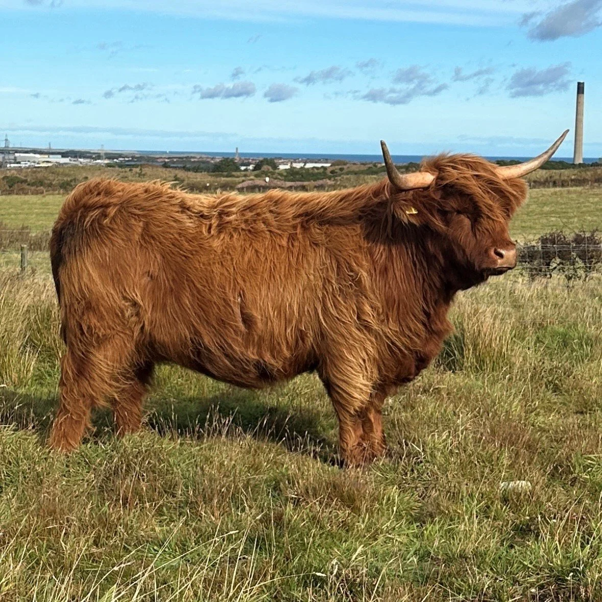 Cattle for Sale — Highland Cattle Society