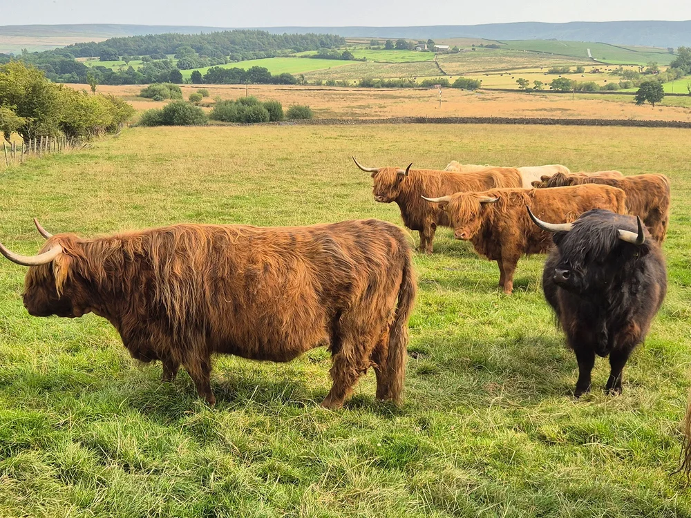 Cattle for Sale — Highland Cattle Society