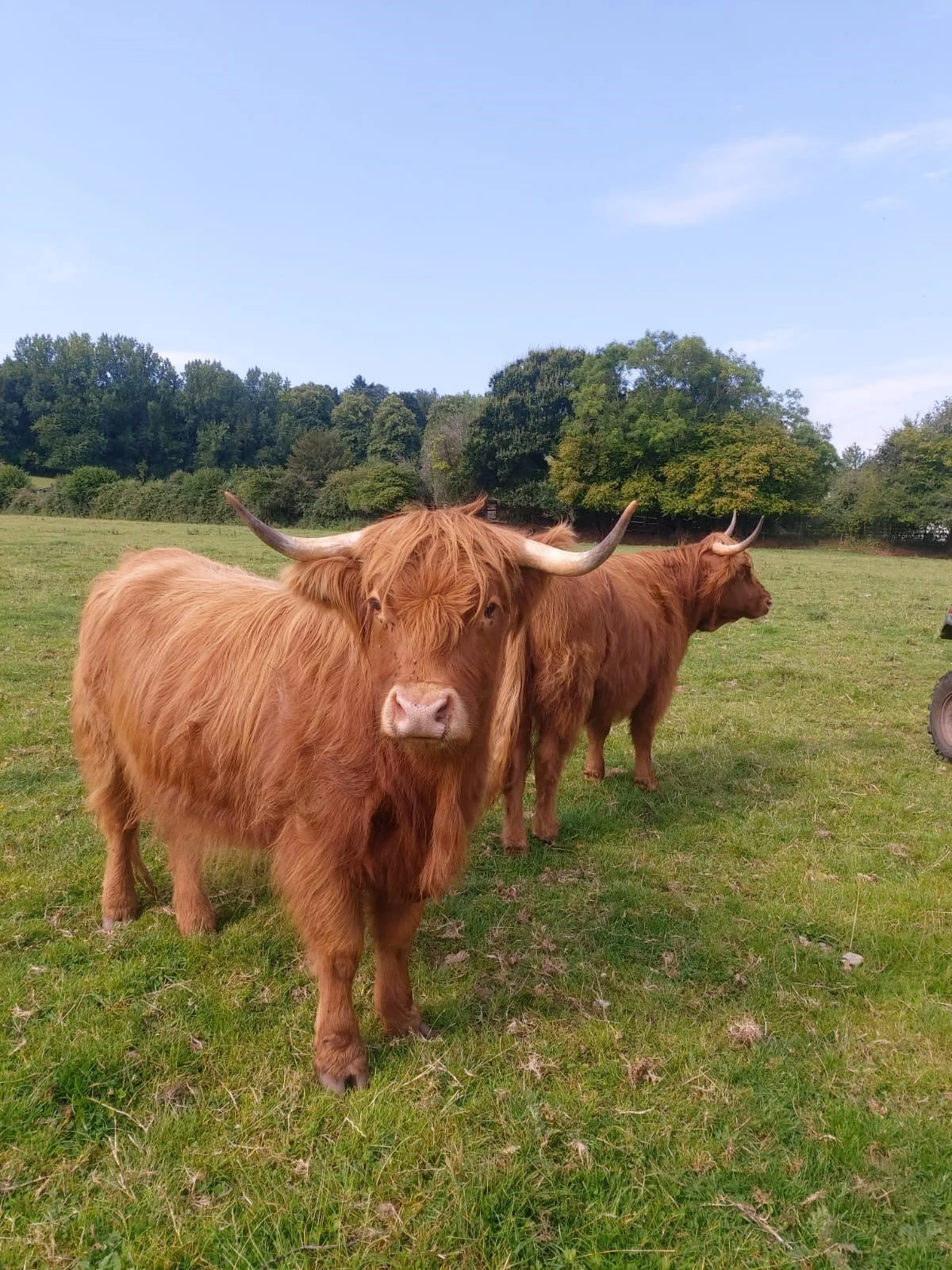 Cattle for Sale — Highland Cattle Society