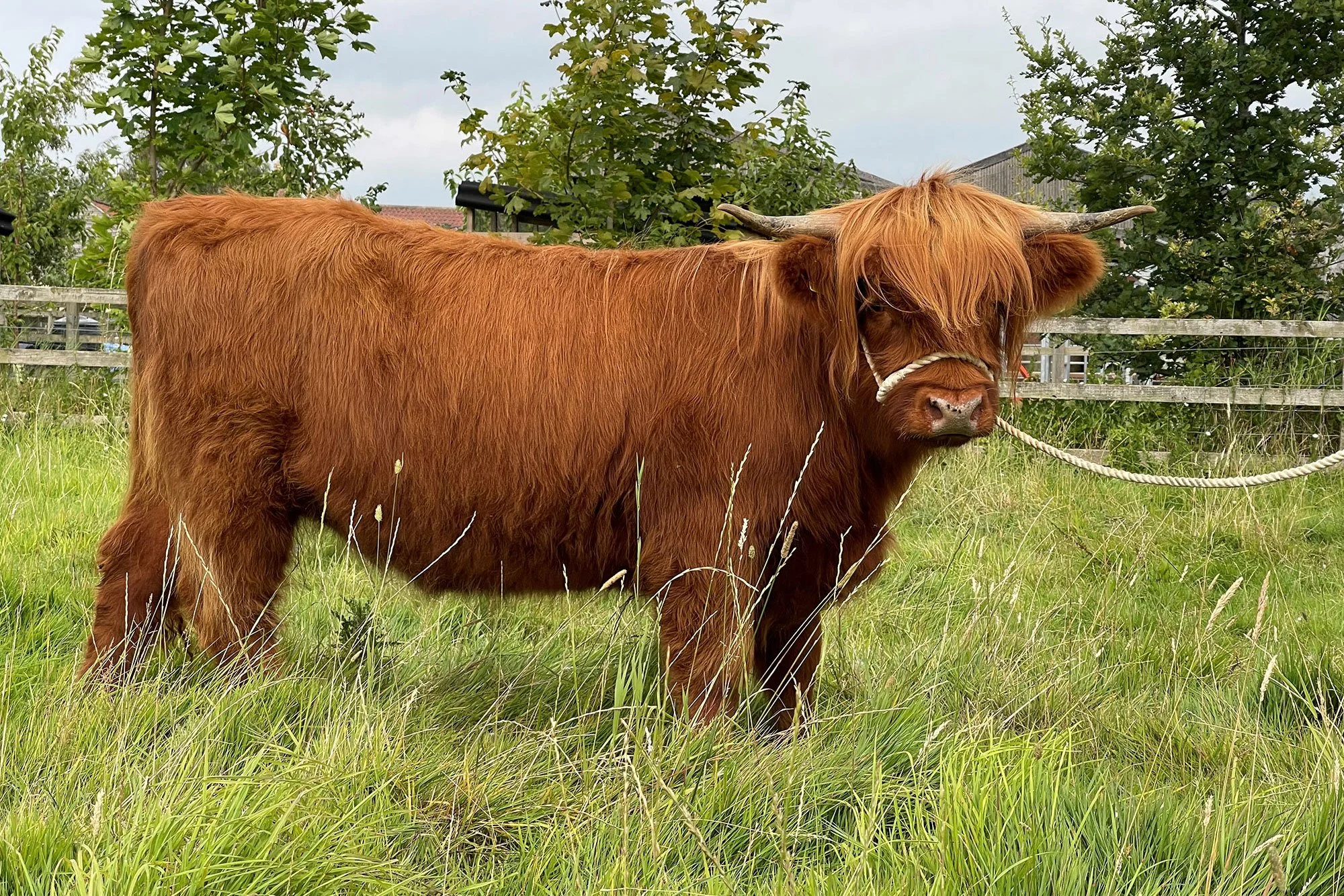 Cattle for Sale — Highland Cattle Society