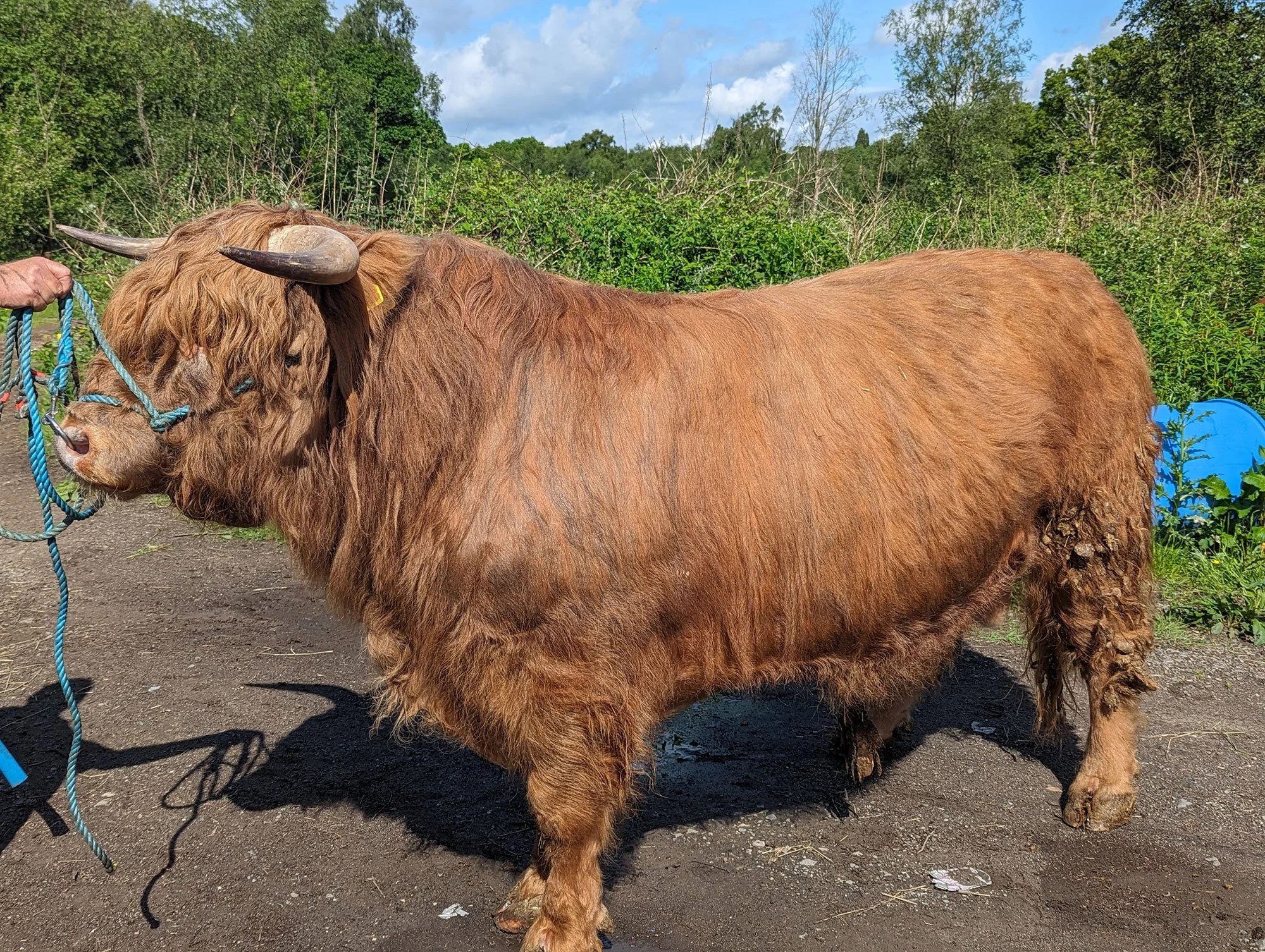 Cattle for Sale — Highland Cattle Society